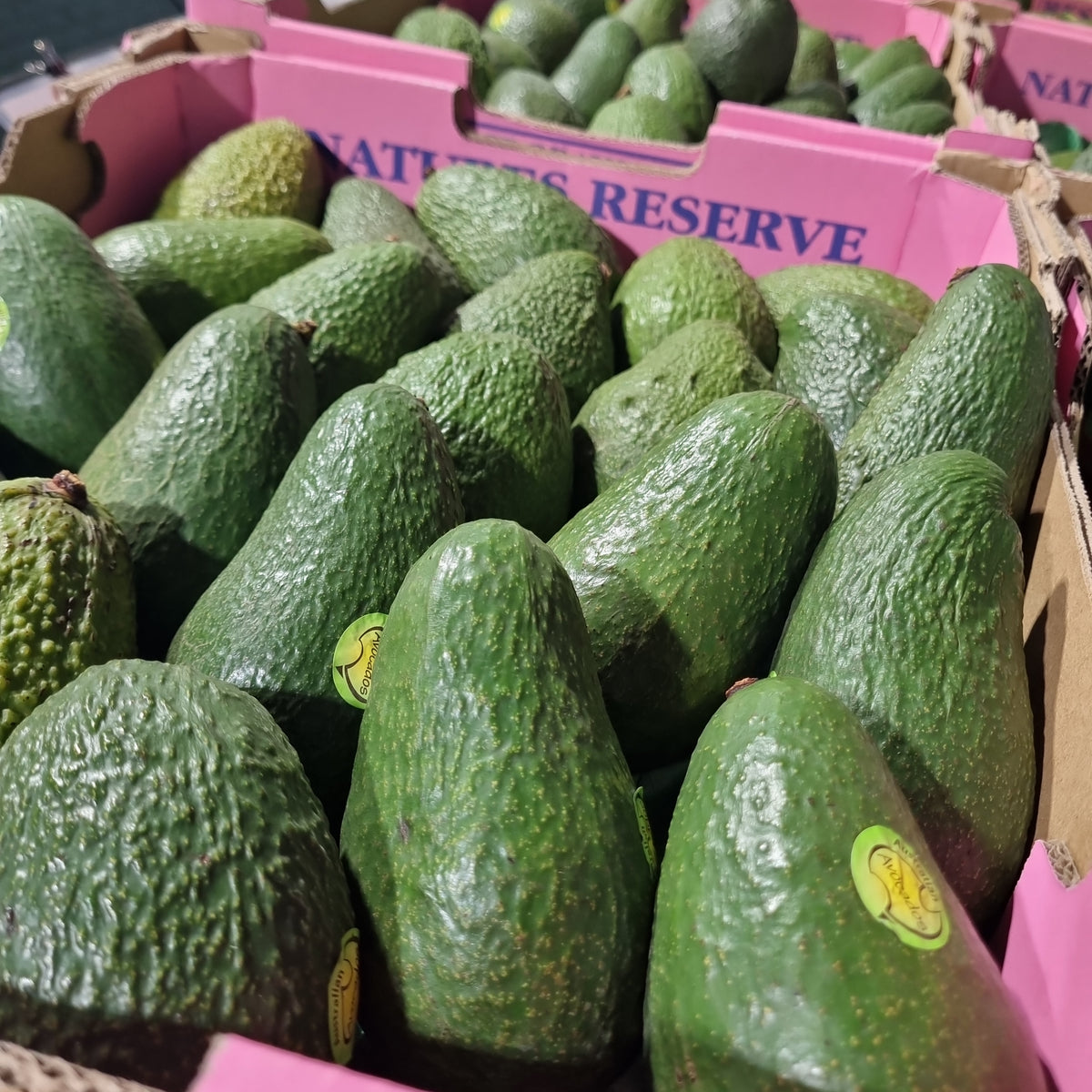 AVOCADO BOX – Pellegrinos Fresh Fruits