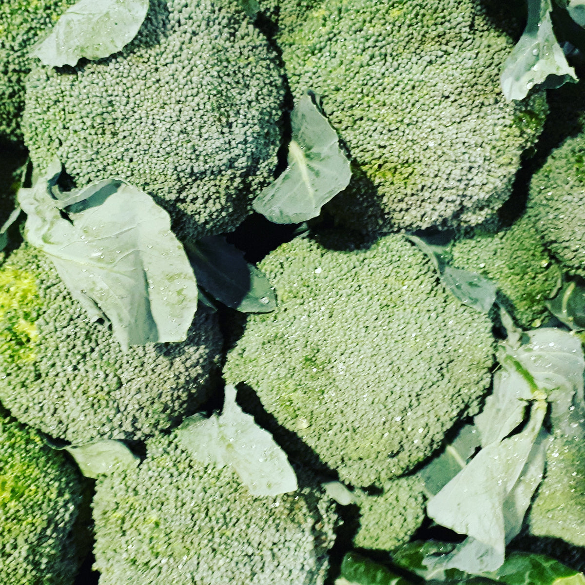 Broccoli special 1kg – Pellegrinos Fresh Fruits