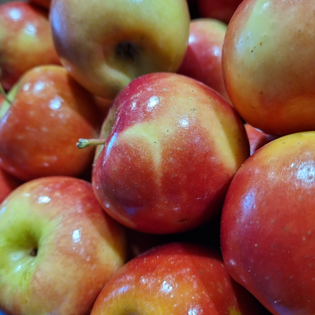 Apples Rocket – Pellegrinos Fresh Fruits